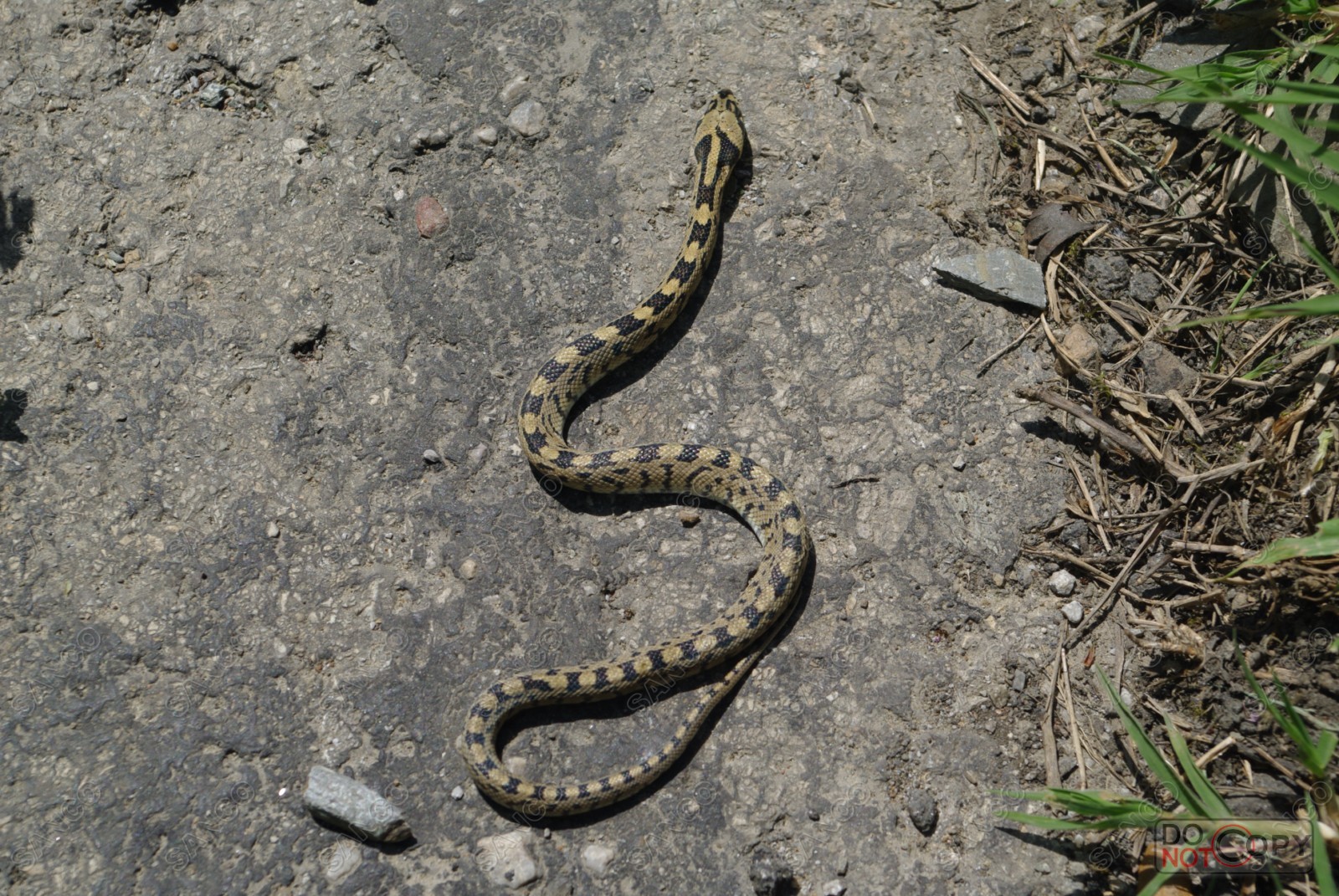Bitacora del Viento: Elaphe scalaris (Culebra de escalera)